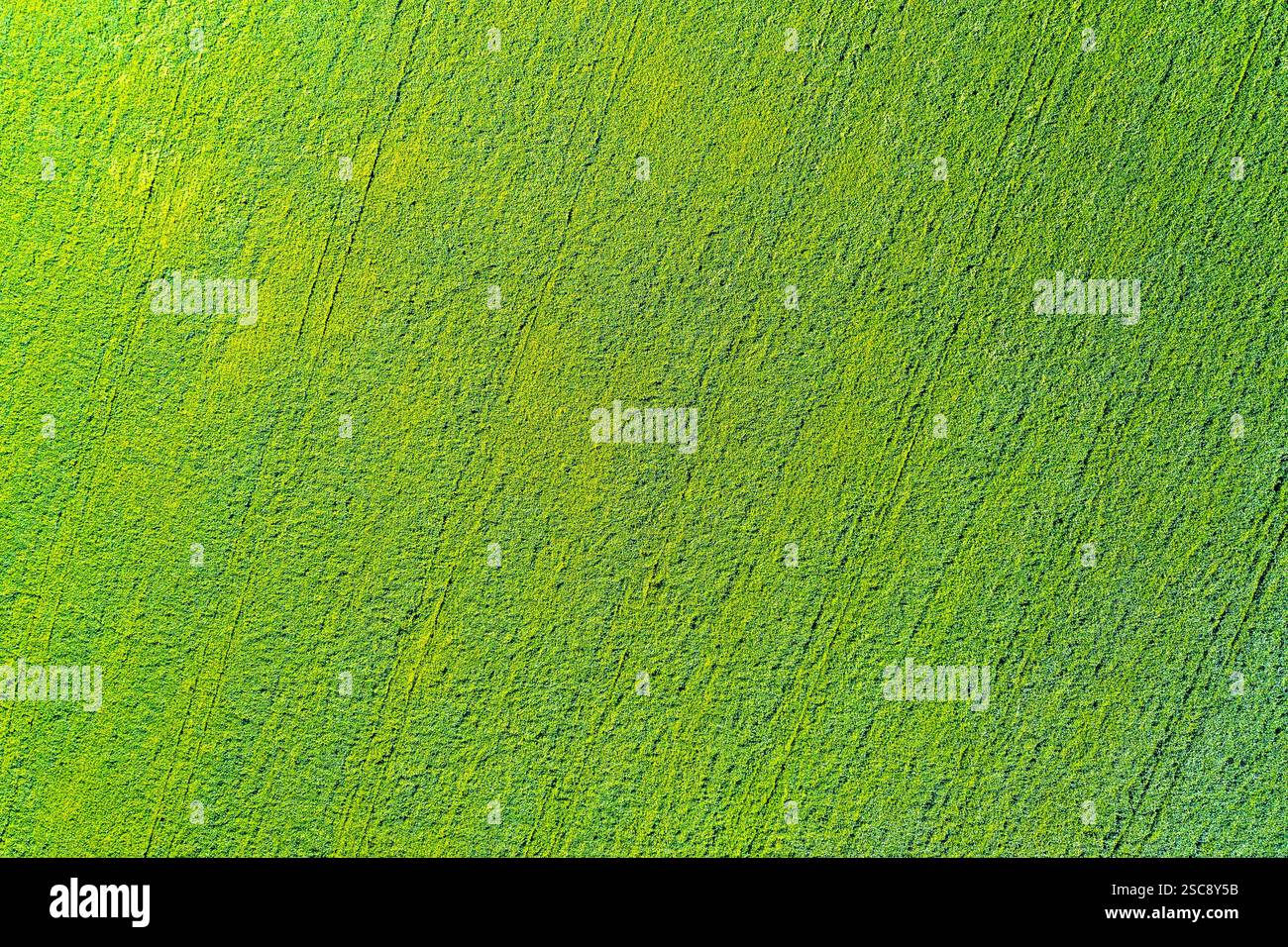 Summer rural landscape, countryside. Grass texture. Rolling wheat ...