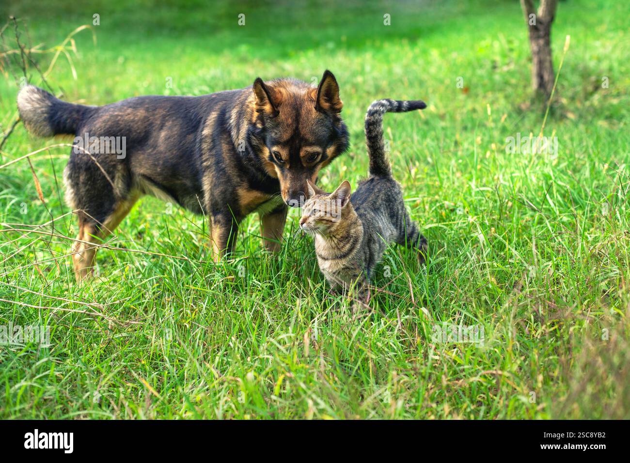 Cat and dog walking together on the grass in the summer garden Stock ...