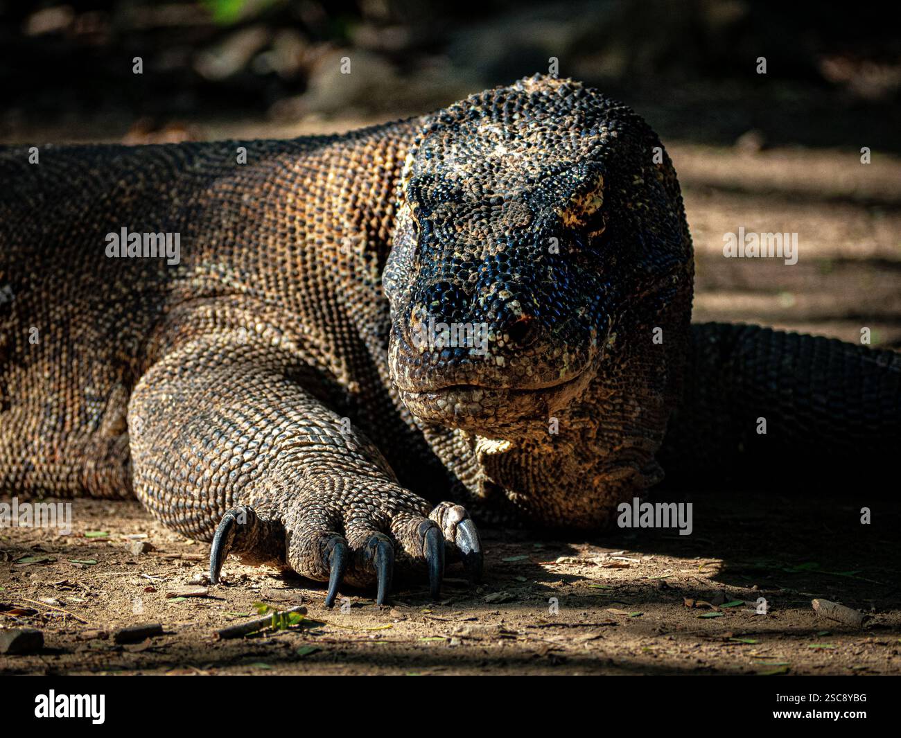 portrait of a Komodo dragon Stock Photo - Alamy