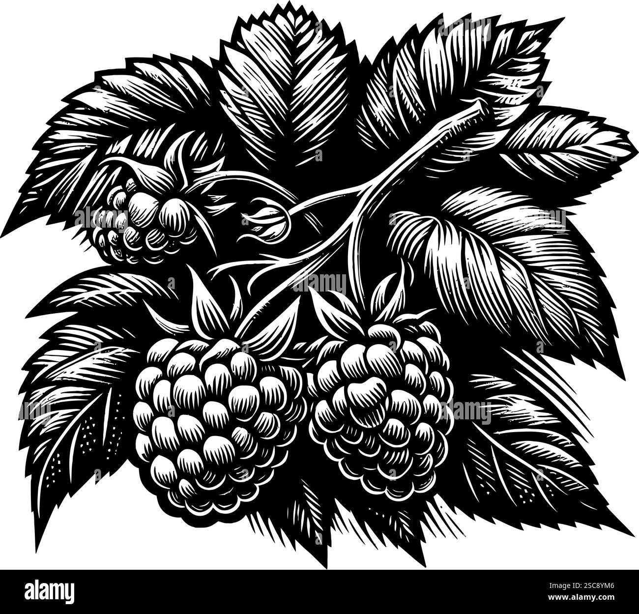 Black and white botanical art: a detailed raspberry branch illustration ...