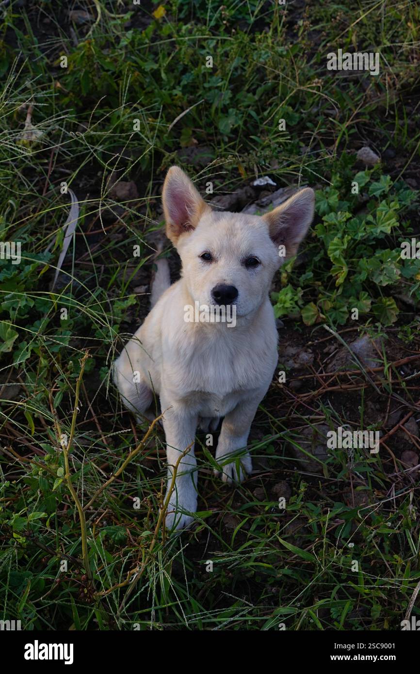 A puppy I met on a trip to Jeju Island, Korea, Asia Stock Photo - Alamy