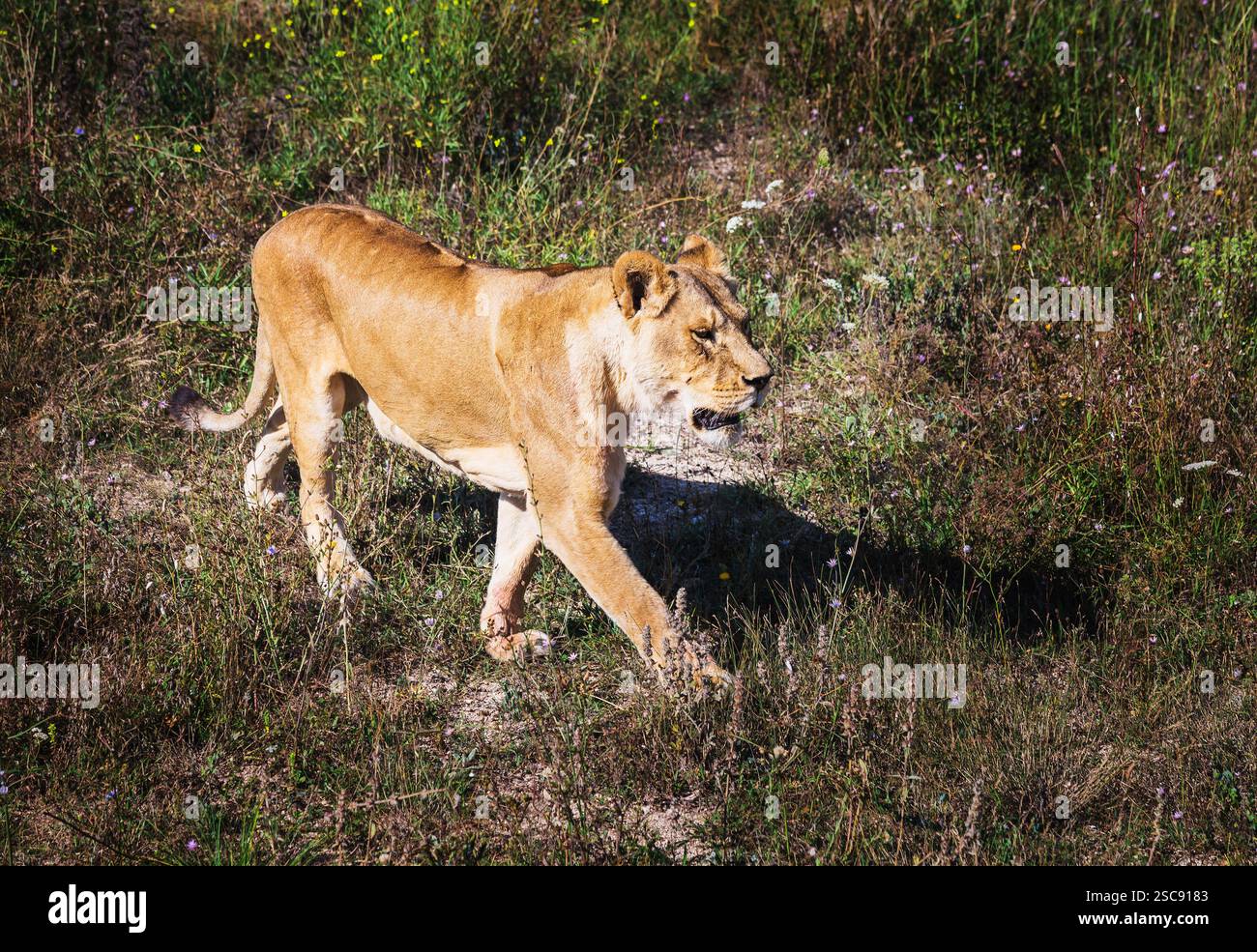 Lion Pride in nature safari park "Taigan" Belogorsk Crimea Stock Photo ...