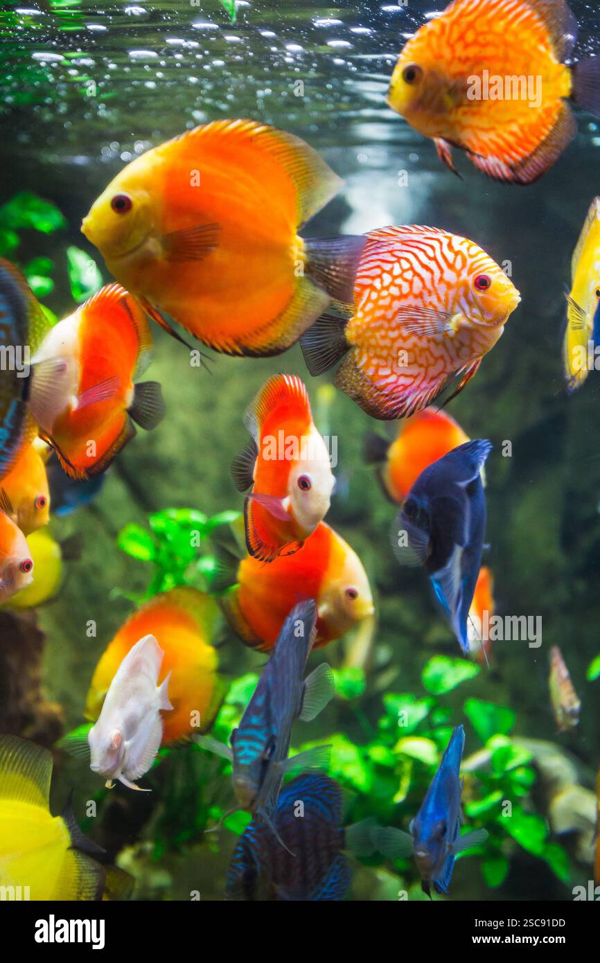 Symphysodon discus in an aquarium on a green background Stock Photo - Alamy