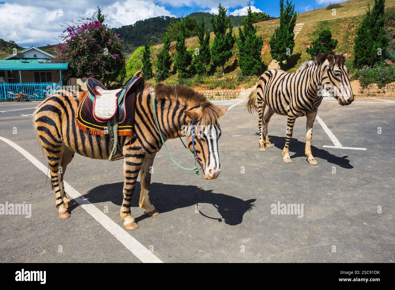 horse are painted like a zebra in Vietnam. Dalat Stock Photo - Alamy