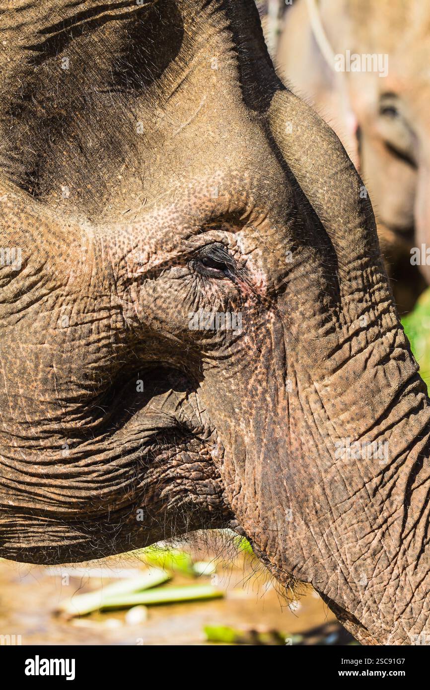 the farm of elephants not far from Dalat. Vietnam Stock Photo - Alamy