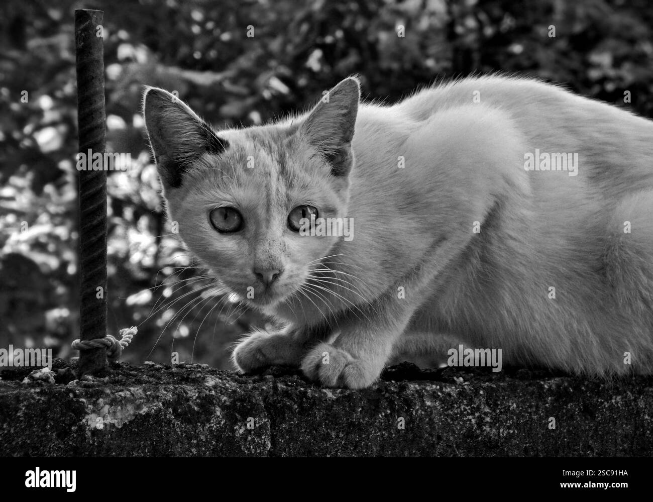 White alley cat on the prowl atop a concrete wall Stock Photo - Alamy