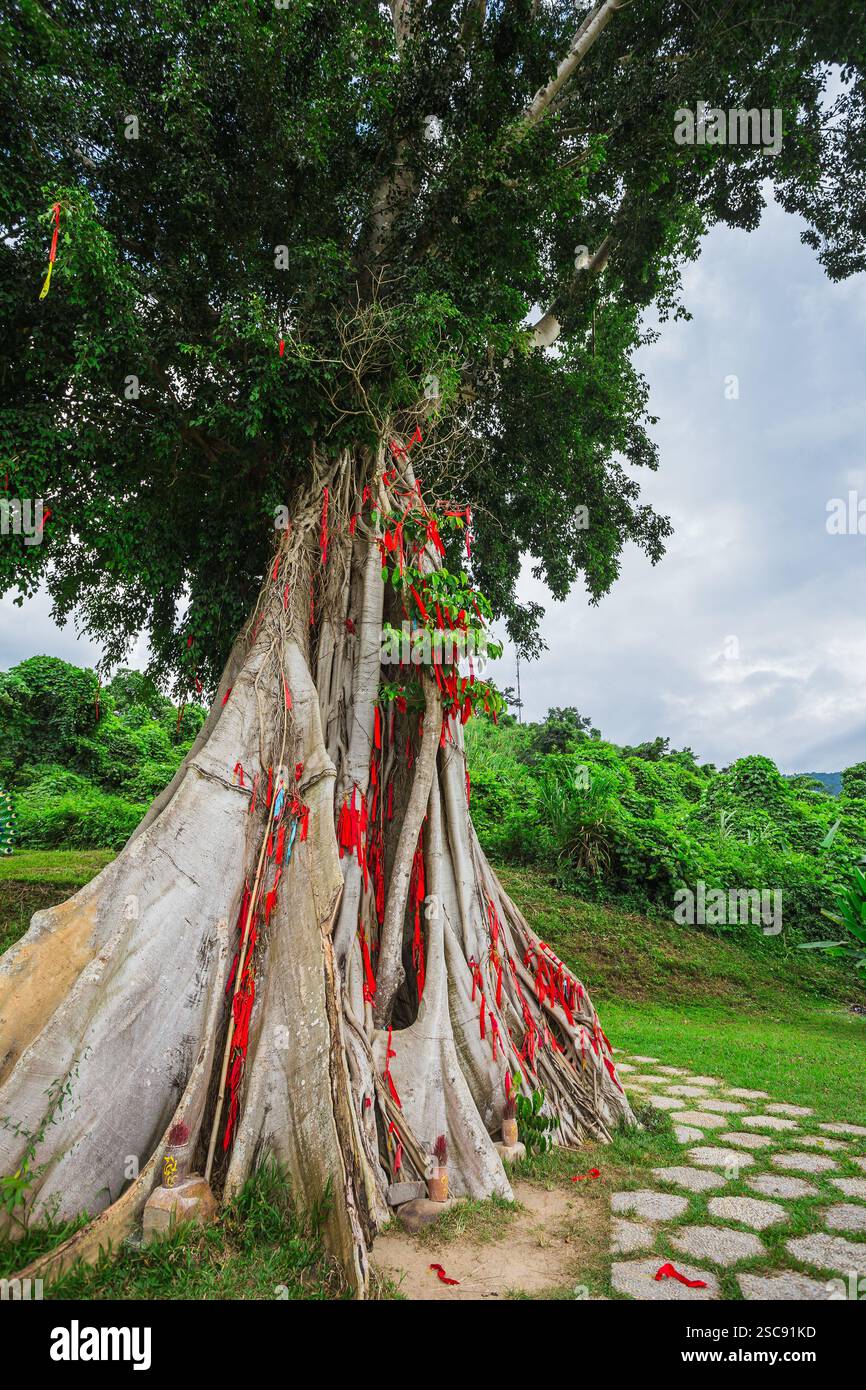 tree with colored ribbons is believed to bring luck. Vietnam Stock ...