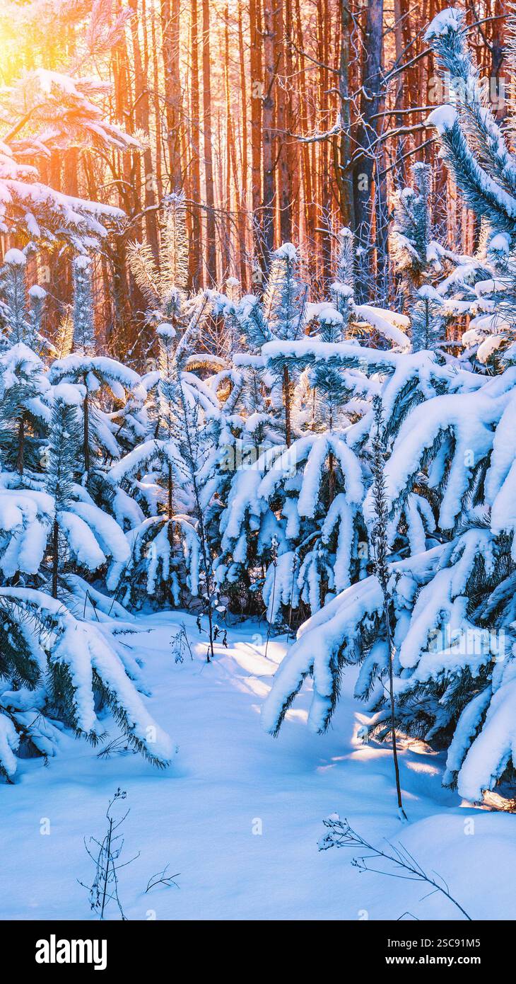 Snowy pine forest in winter in sunny weather. Vertical banner Stock ...