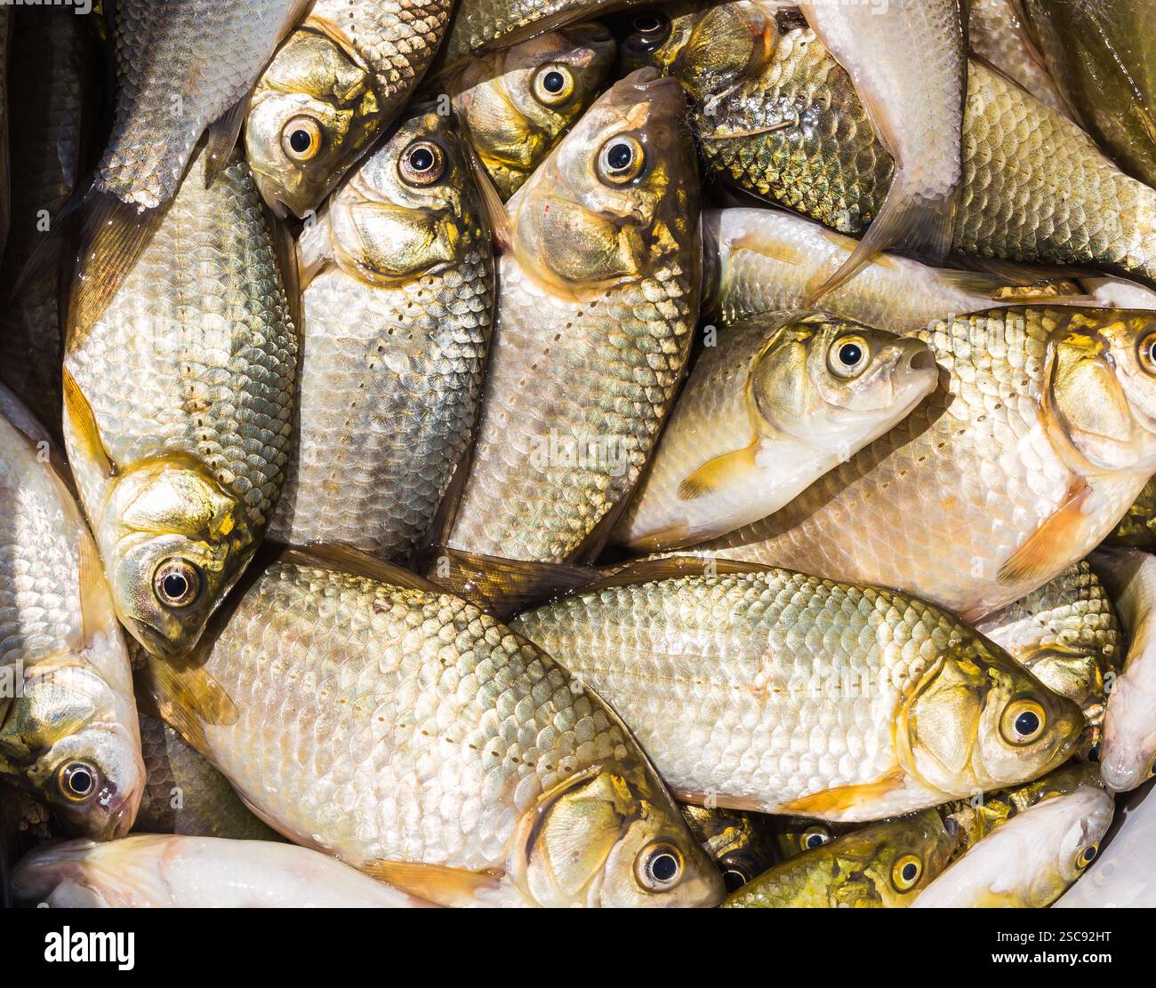 background of small fish caught in the river crucian carp Stock Photo ...