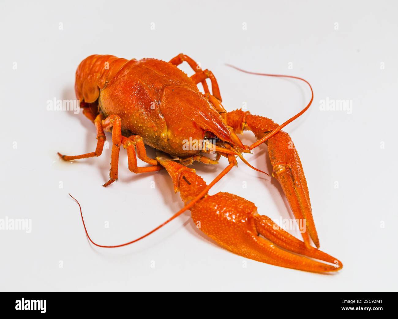 The Boiled crawfish on a white background Stock Photo - Alamy