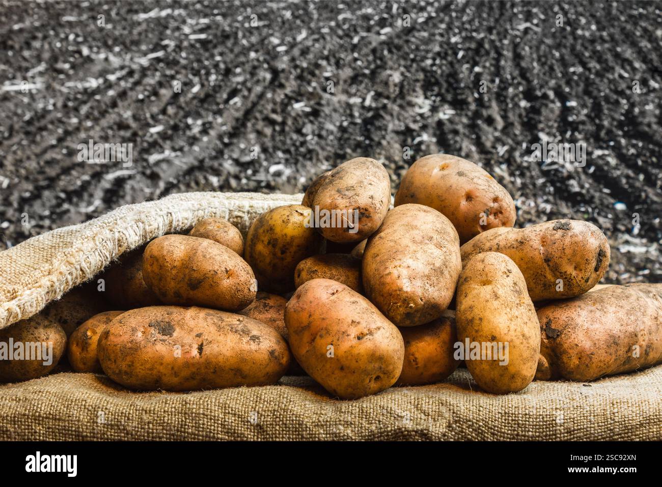 Raw potatoes amid the countryside and fields Stock Photo - Alamy