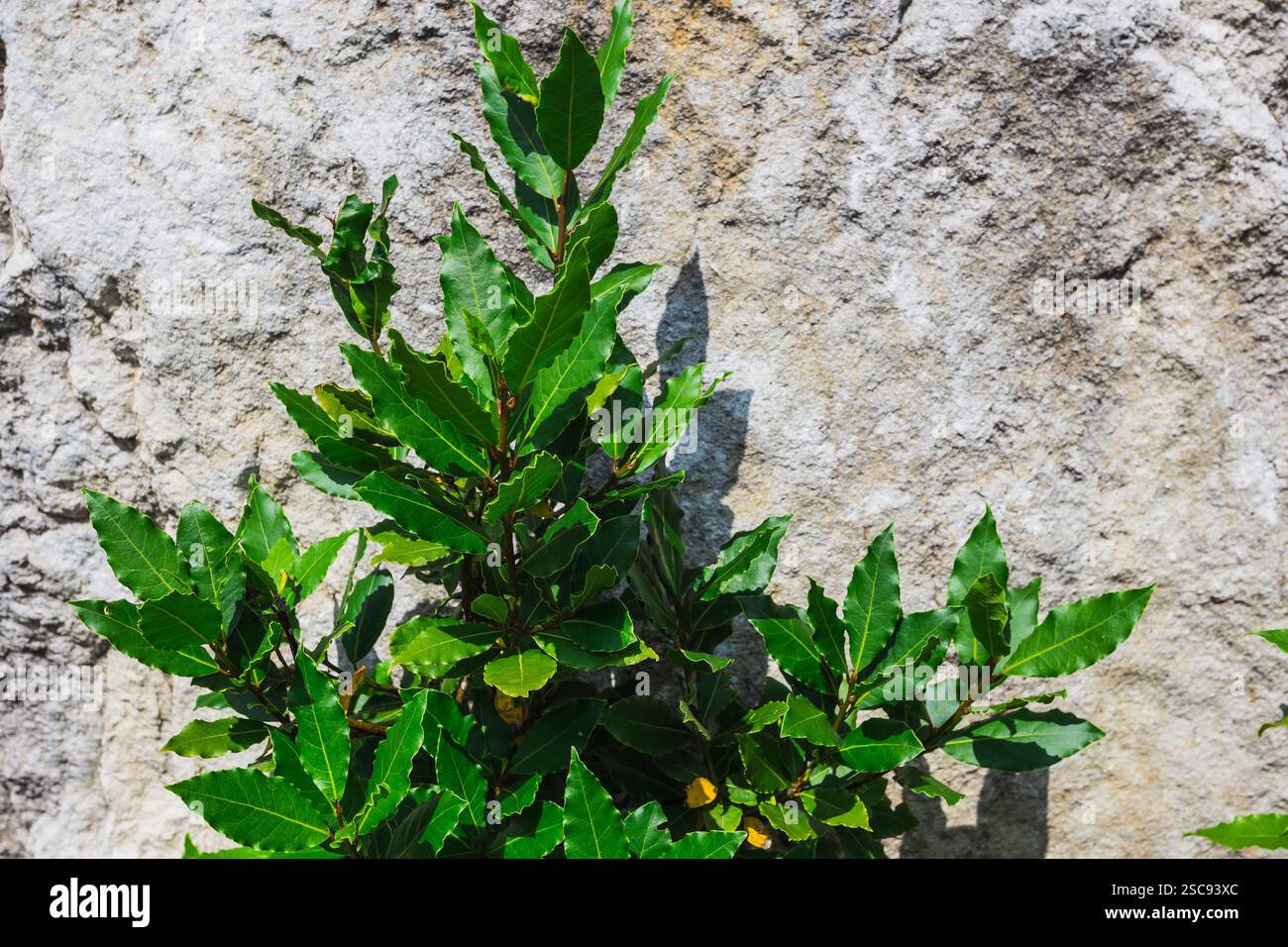 Green Fresh Laurel Bush Leaves against the backdrop of a stone wall ...
