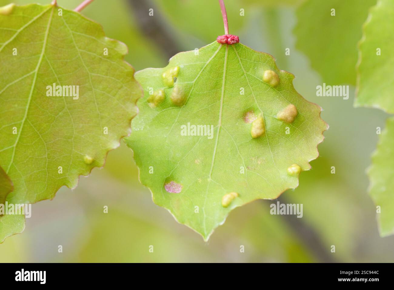 Eriophyes diversipunctatus galls at the base of an aspen leaf and ...