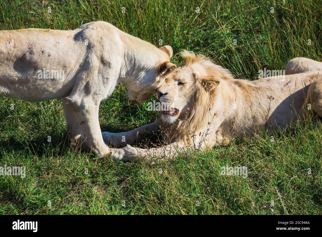 Lion Pride in nature safari park "Taigan" Belogorsk Crimea Stock Photo ...
