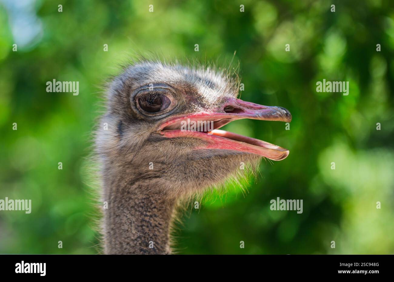 Curious african ostrich walking in the paddock at the ostrich farm ...