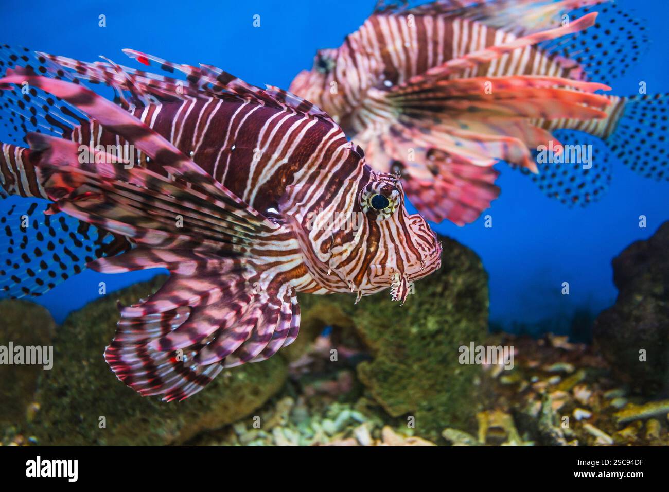 Fish in an aquarium in the National Oceanographic Museum of Vietnam ...