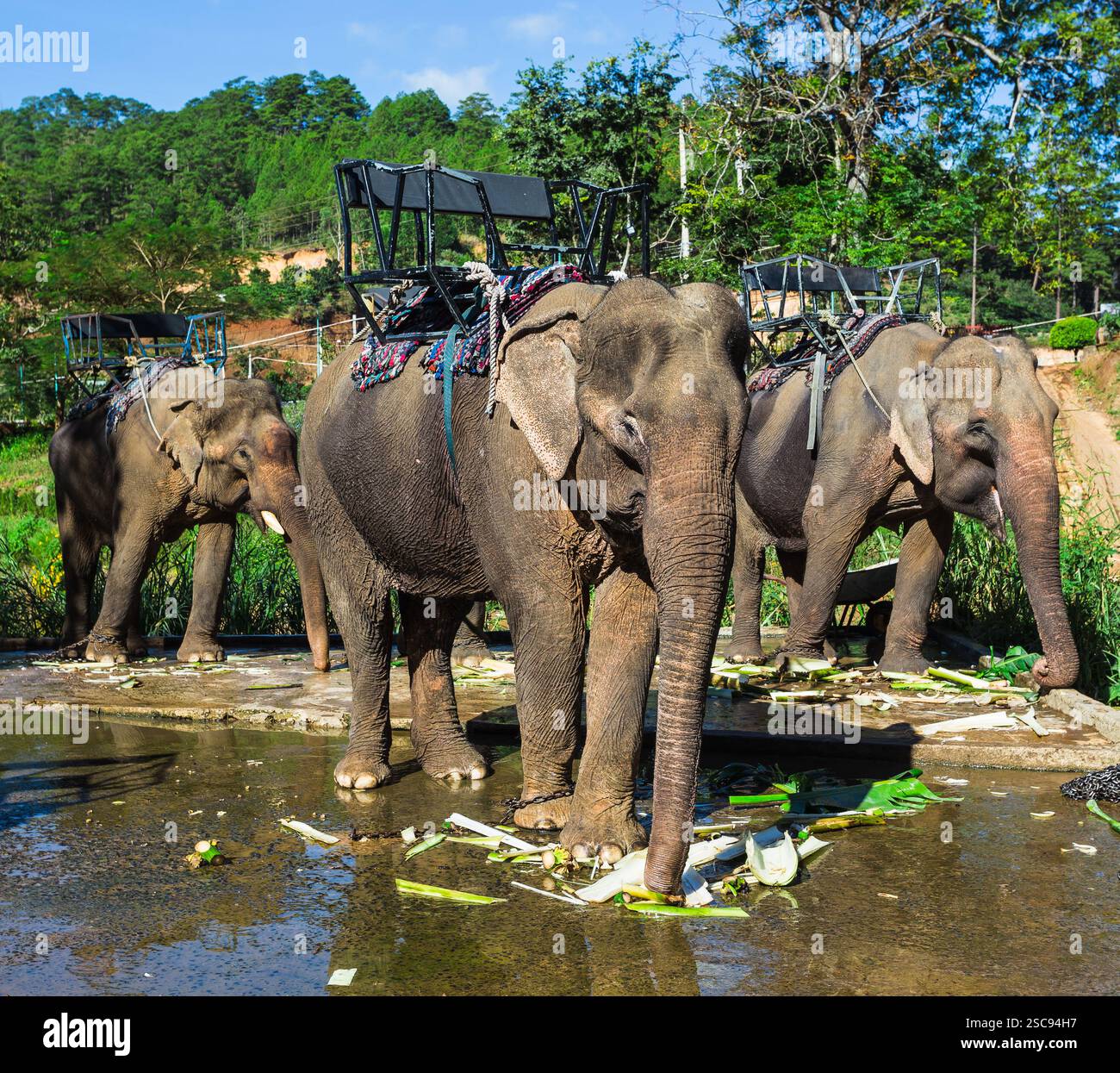 the farm of elephants not far from Dalat. Vietnam Stock Photo - Alamy