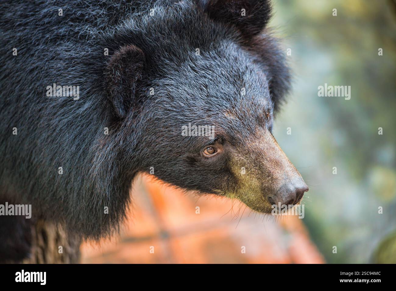 Asiatic black bear, Tibetan black bear, Ursus thibetanus, large ...