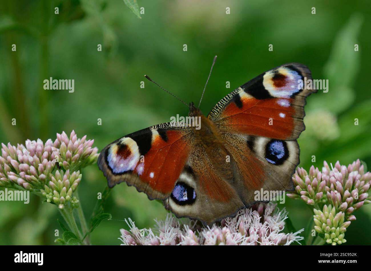 Peacock butterfly at rest in summer. Dorset, UK Stock Photo - Alamy