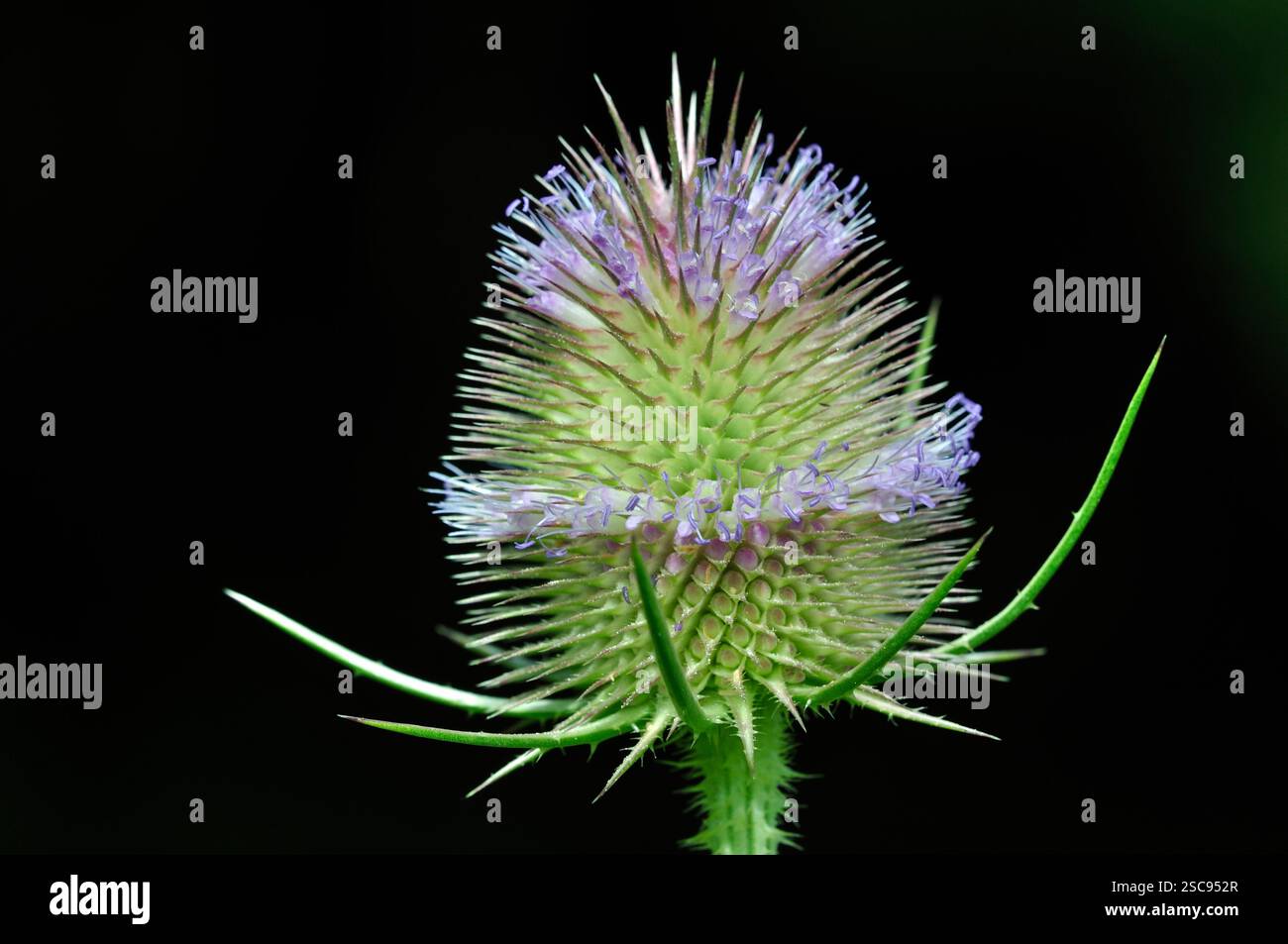 Teasel in flower. Dorset, UK Stock Photo - Alamy
