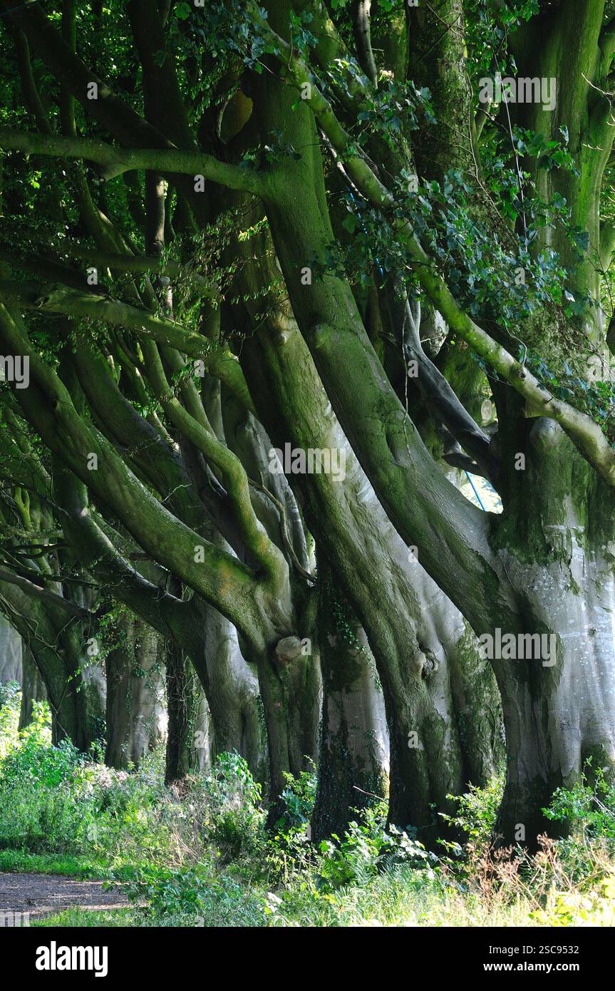 Portrait of a line of beech trees, Dorset, UK Stock Photo - Alamy