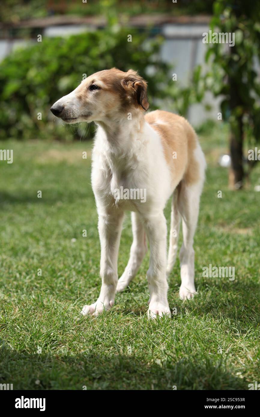 Amazing puppy of Borzoi standing in the garden in summer Stock Photo ...