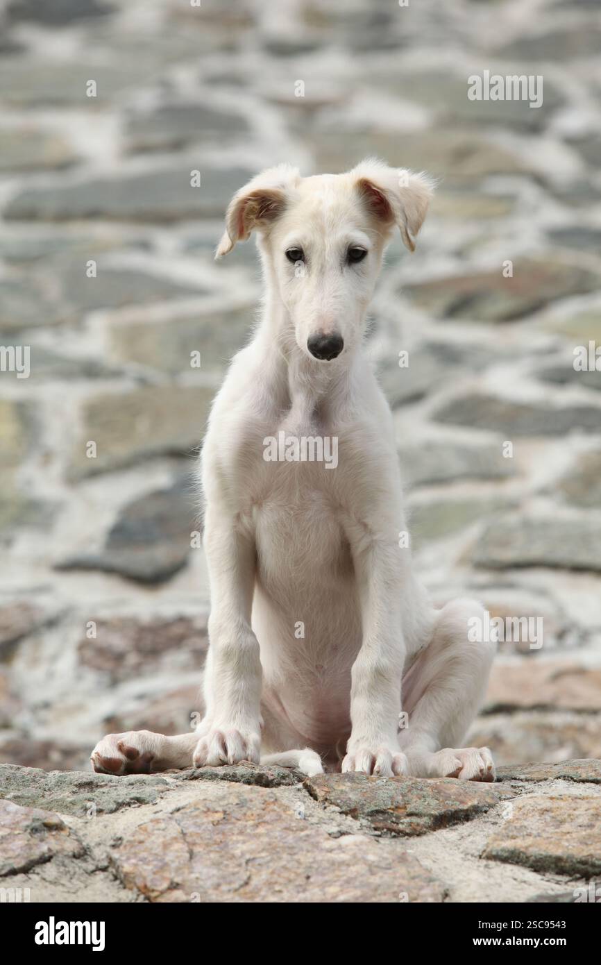 Nice puppy of Borzoi sitting on rocks in summer Stock Photo - Alamy