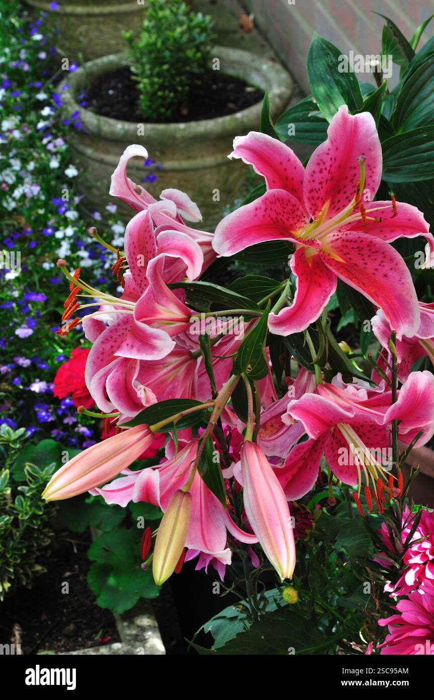 Portrait of lily stargazer in flower. Dorset, UK Stock Photo - Alamy
