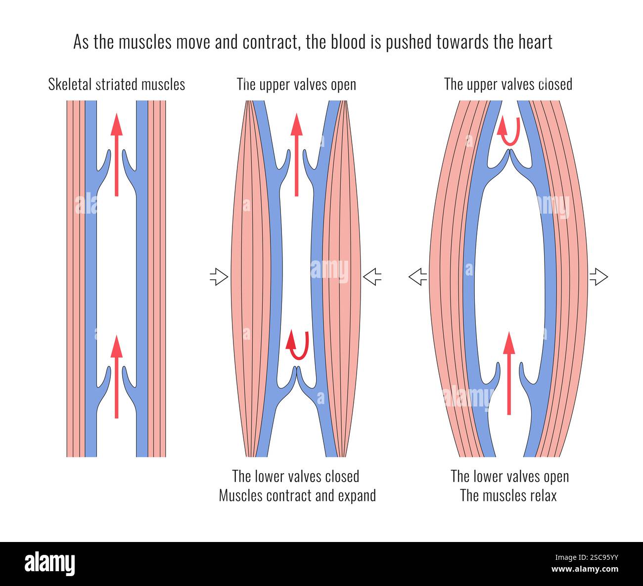 As muscles expand and contract, blood is pushed toward the heart Stock ...