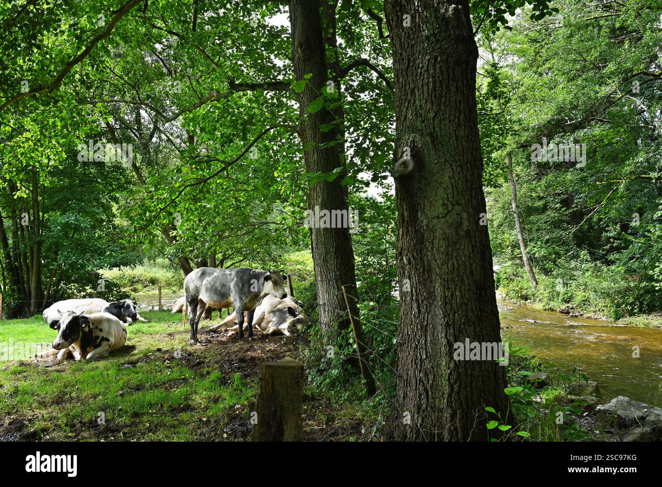 Belgian Blue cows on the banks of the Ambleve river Stock Photo - Alamy