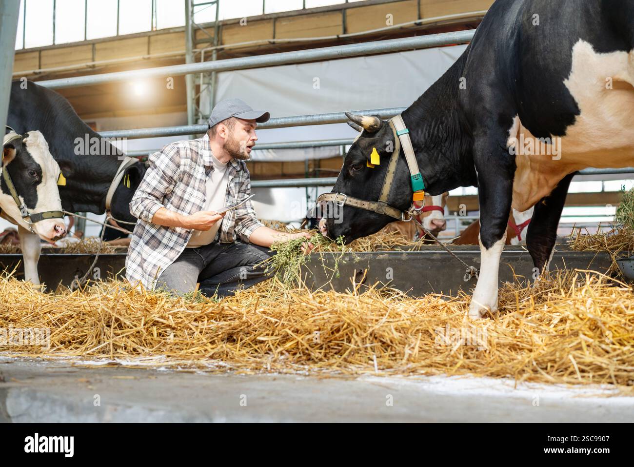 Male farmer working on a livestock farm Stock Photo - Alamy