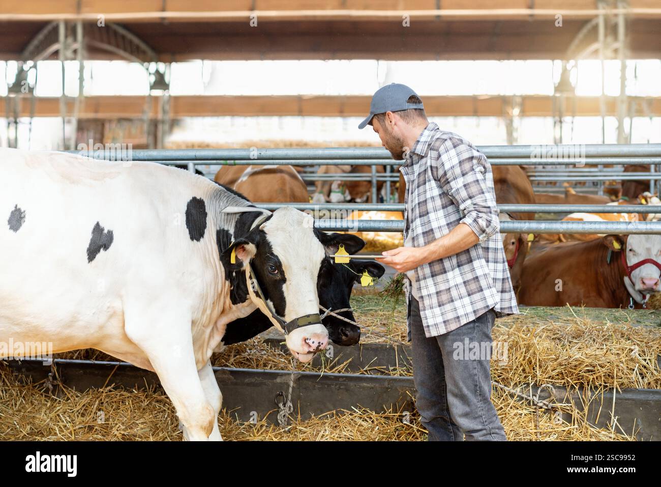 Man farm worker inspecting cows on livestock farm Stock Photo - Alamy
