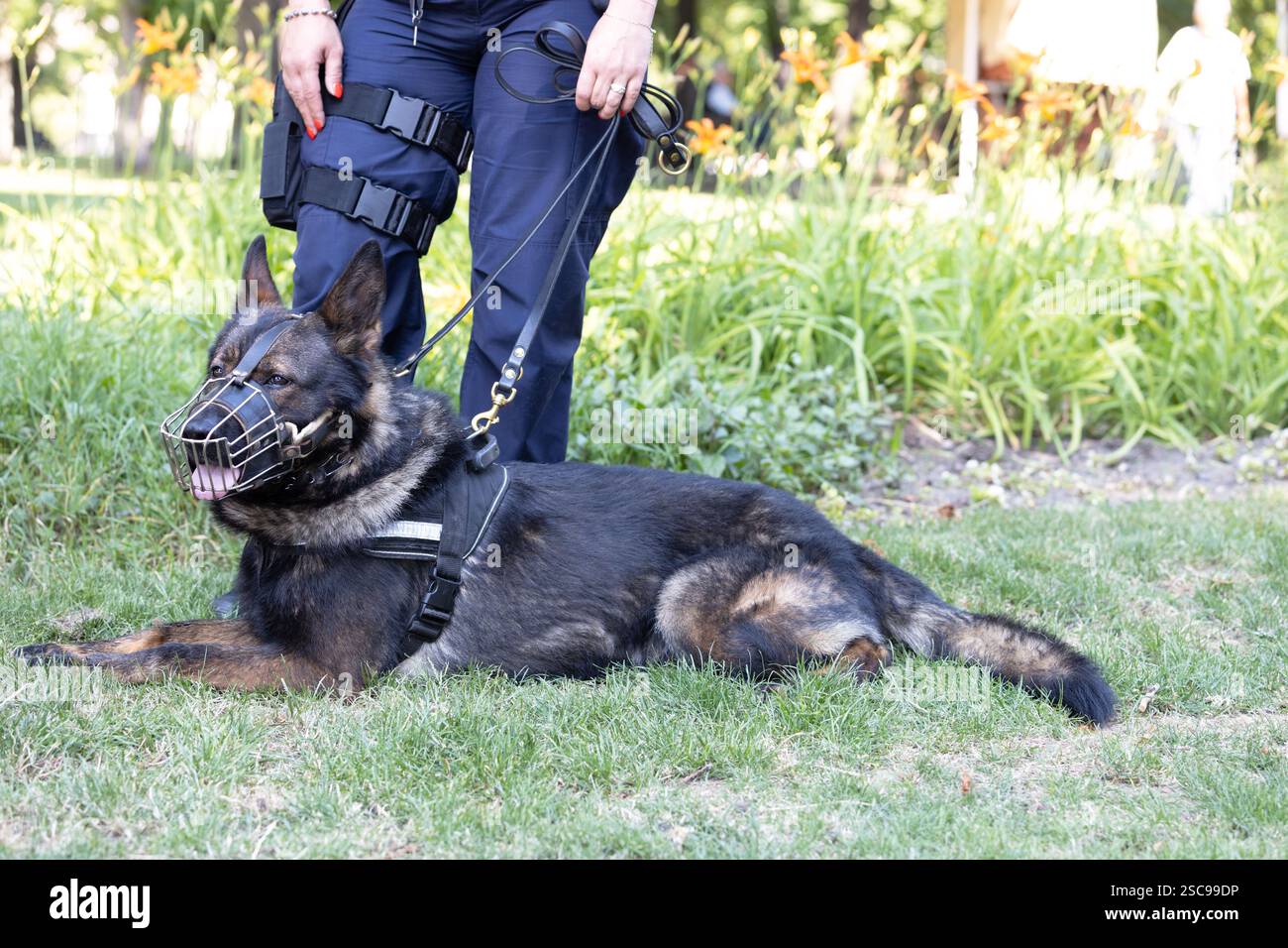 Highly trained police service dog relaxing on the grass, equipped with ...