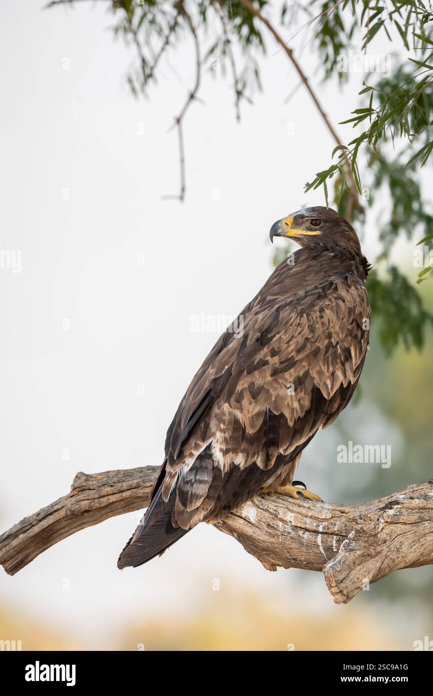 Steppe eagle or Aquila nipalensis closeup portrait in desert national ...