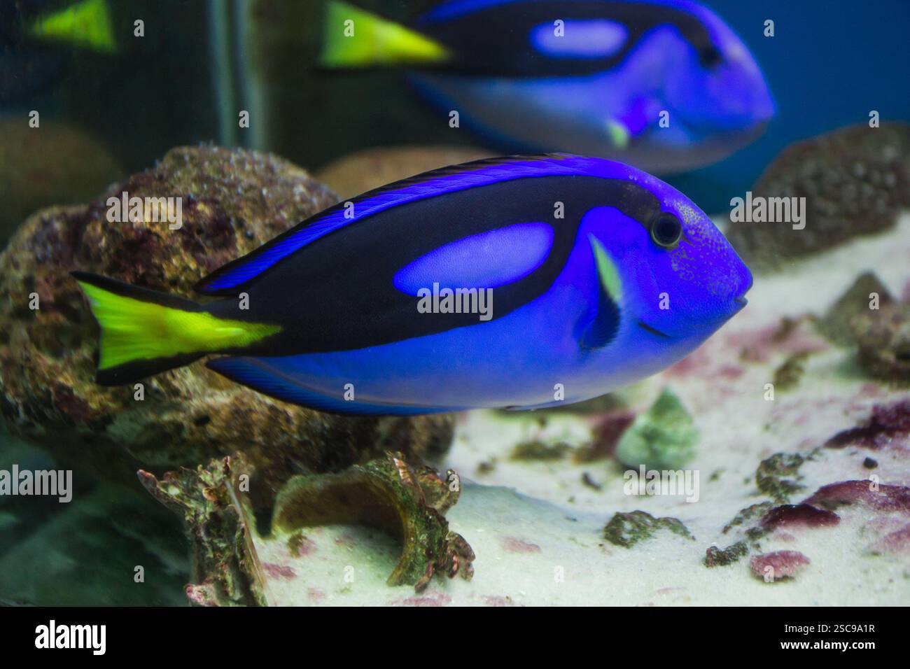 Fish in an aquarium in the National Oceanographic Museum of Vietnam ...