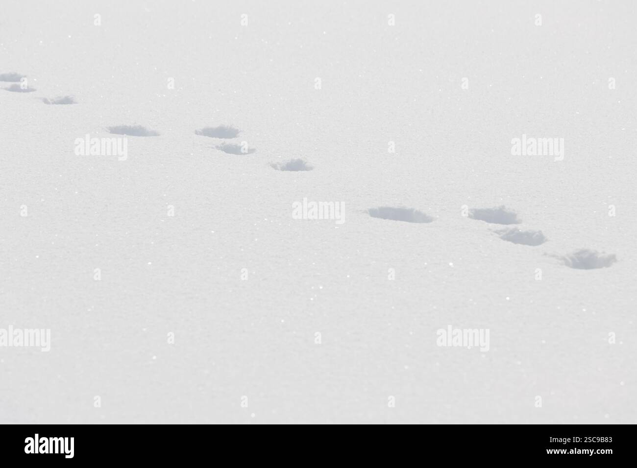 Rabbit tracks in snow hi-res stock photography and images - Alamy