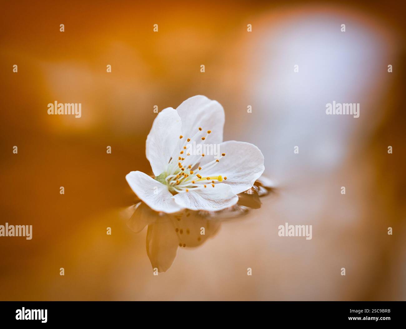 close up sho of a cherry blossom floating on water Stock Photo - Alamy