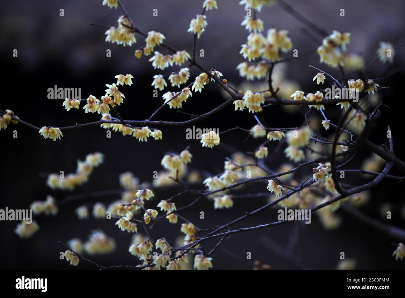 Wintersweet flowers bloom in Huai'an City, east China's Jiangsu ...