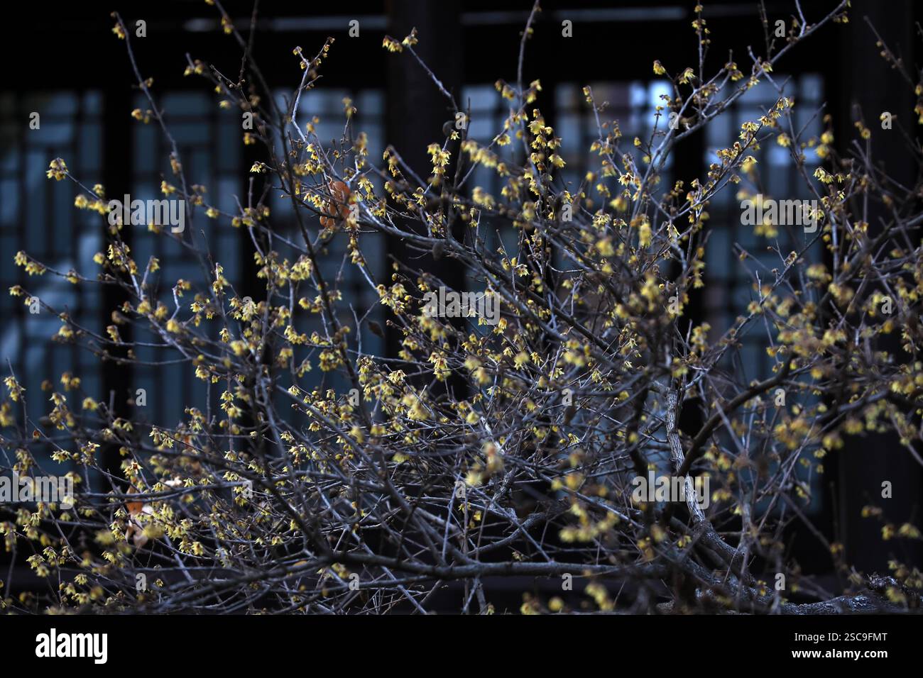 Wintersweet flowers bloom in Huai'an City, east China's Jiangsu ...