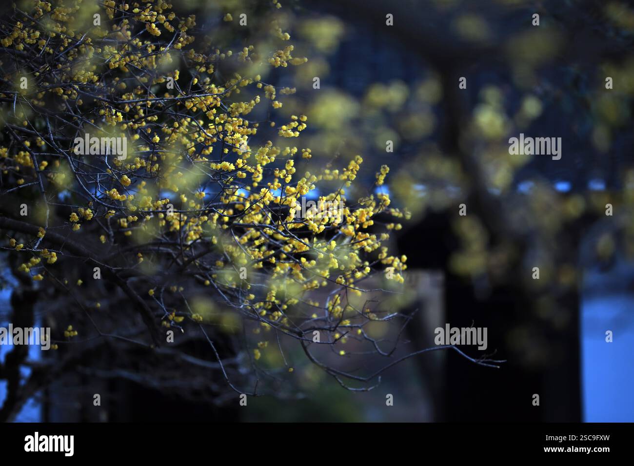 Wintersweet flowers bloom in Huai'an City, east China's Jiangsu ...