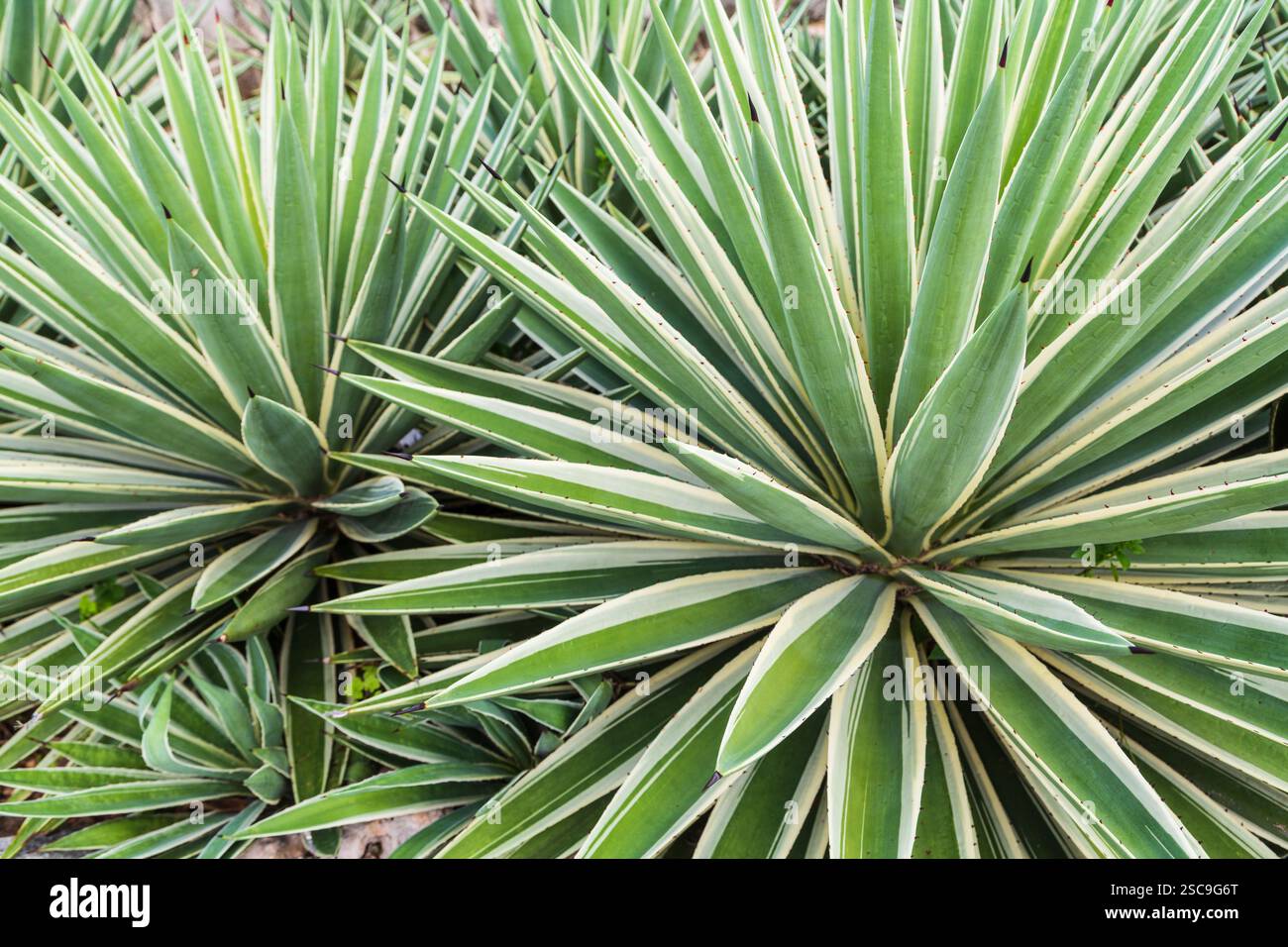 Striped Agave leaves in Mexico, Background, details, texture, pattern ...