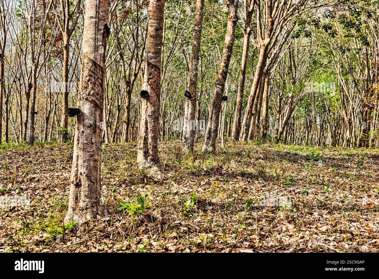 Cup on the trunk of the Brazilian rubber trees for latex production in ...