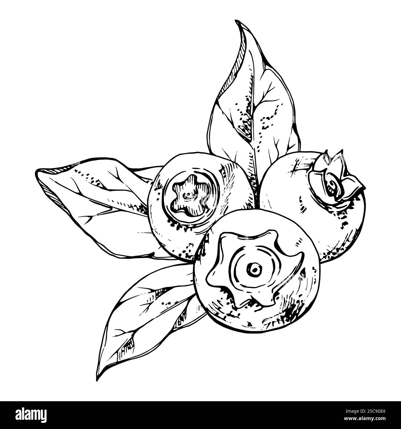Blueberry blackberry bunch with plant leaves, hand drawn in ink vector ...