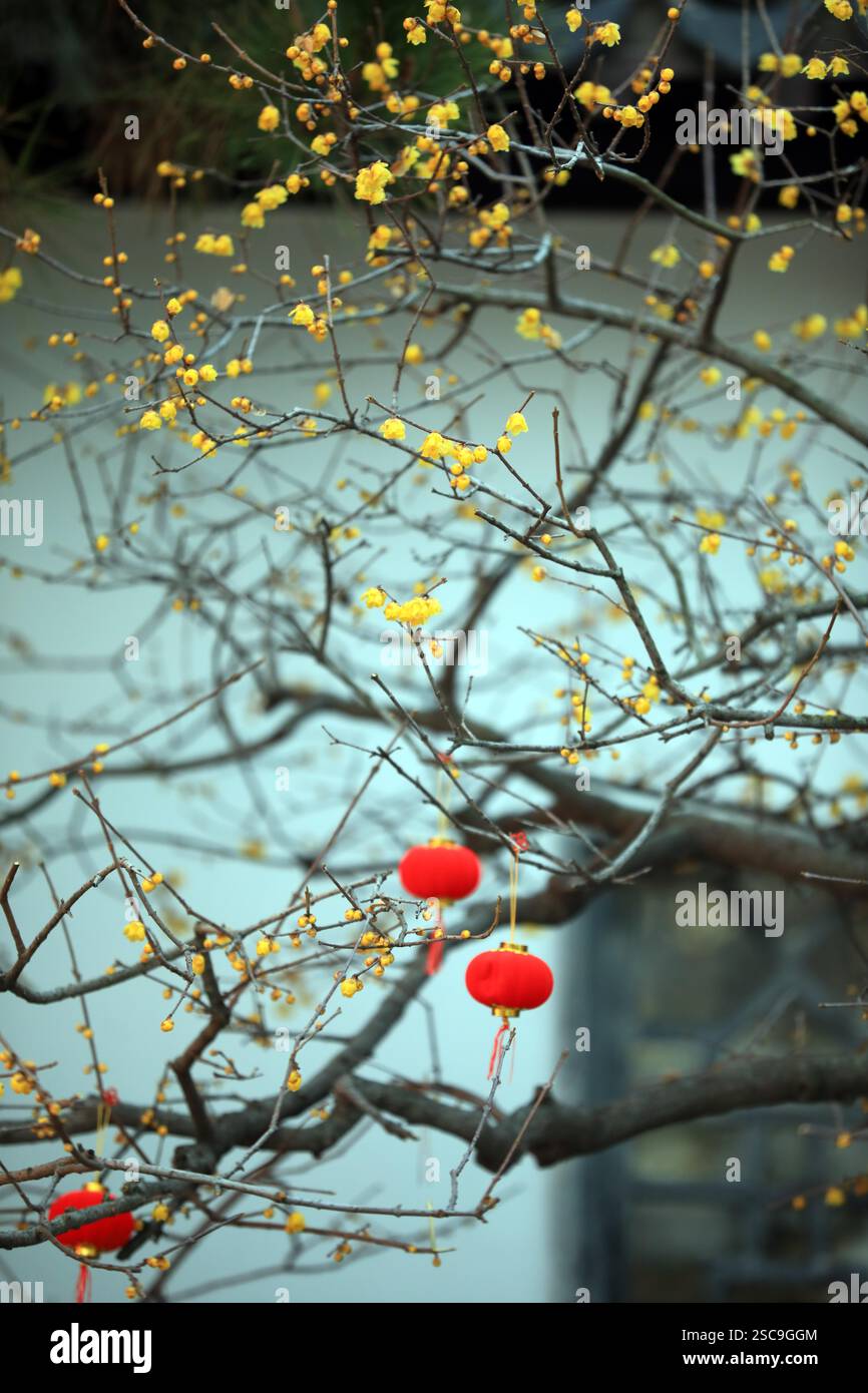 Wintersweet flowers bloom in Huai'an City, east China's Jiangsu ...