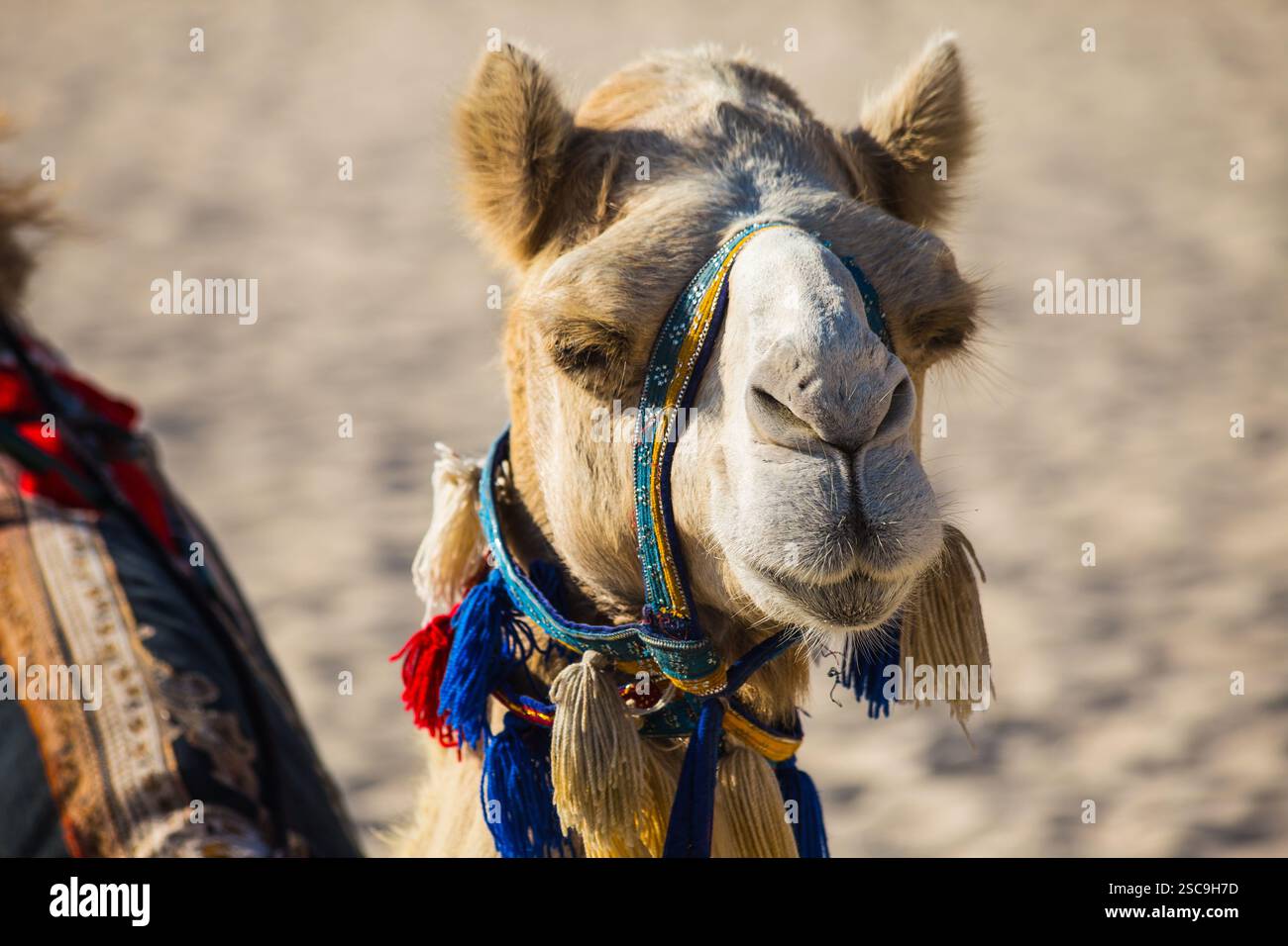 The muzzle of the camel close-up on sand background Stock Photo - Alamy