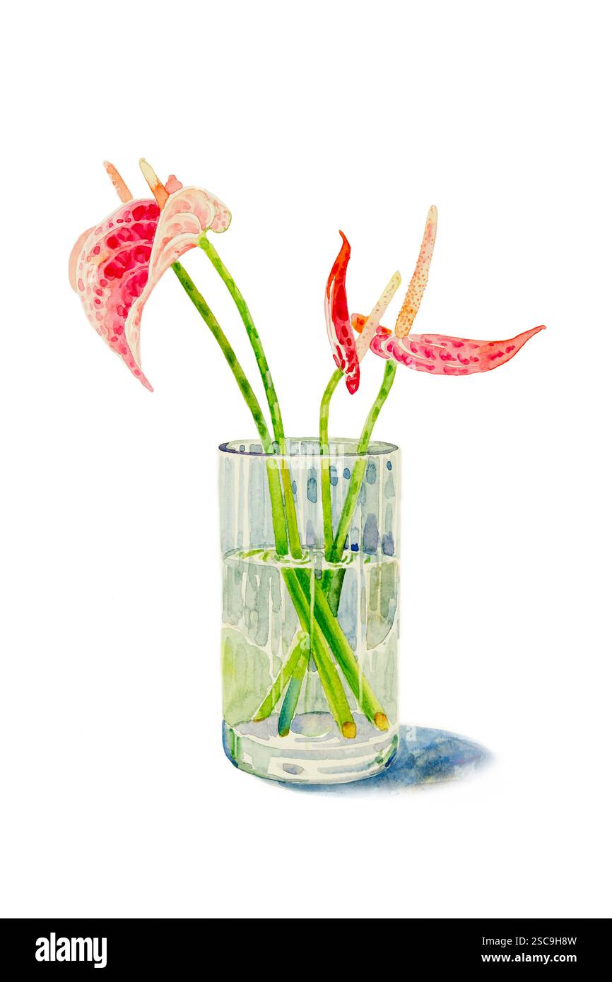 Flamingo flowers in a glass. Watercolor painting pink, red, color of ...