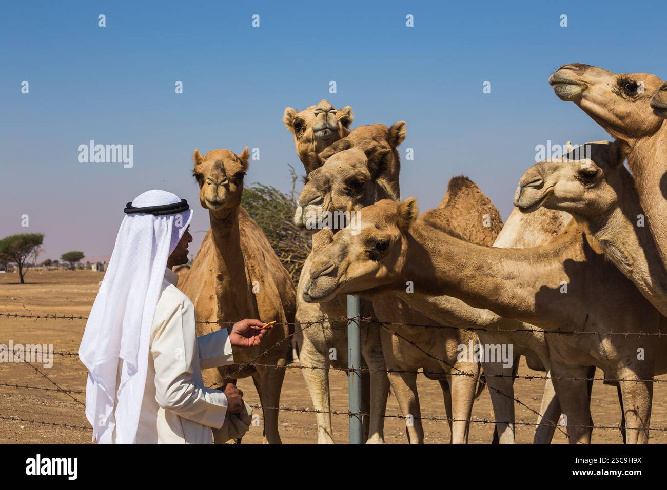 Desert landscape with camel. Sand, camel and blue sky with clouds ...