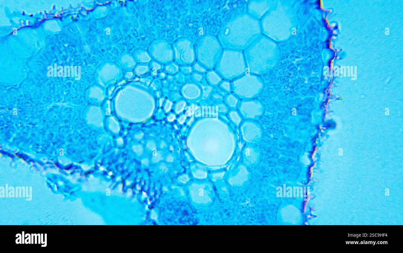 Photomicrograph leaf hi-res stock photography and images - Alamy