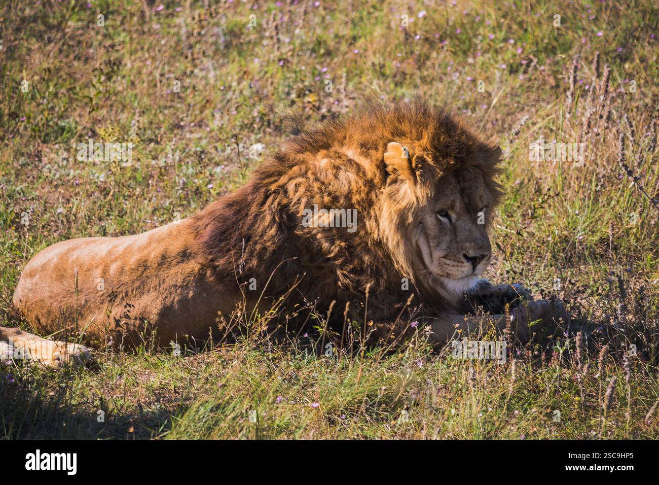 Lion Pride in nature safari park "Taigan" Belogorsk Crimea Stock Photo ...
