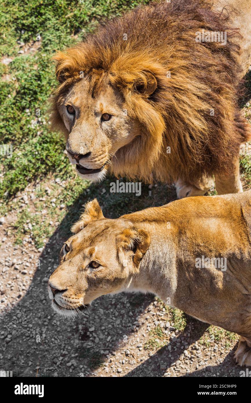 Lion Pride in nature safari park "Taigan" Belogorsk Crimea Stock Photo ...
